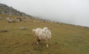 Bugyals in Uttarakhand - A Guide to the Himalayan Meadows