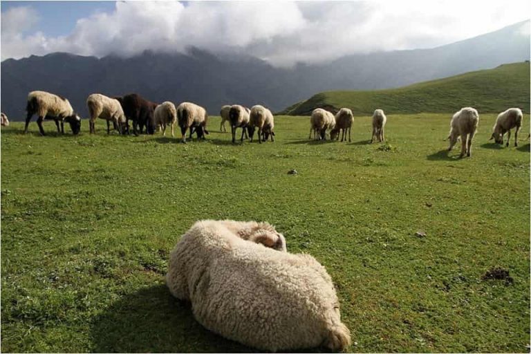 Bugyals in Uttarakhand - A Guide to the Himalayan Meadows