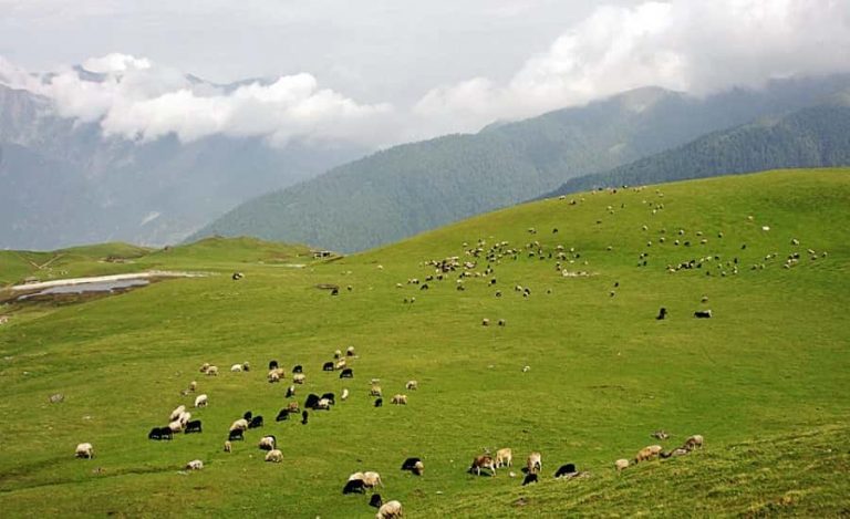 Bugyals in Uttarakhand - A Guide to the Himalayan Meadows