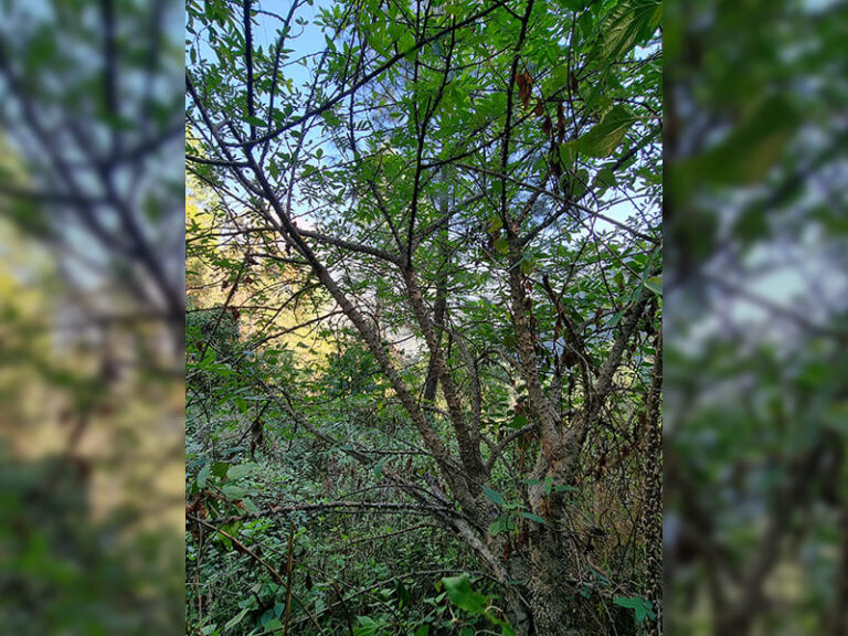 Timru Stick - Chardham Tour Shop