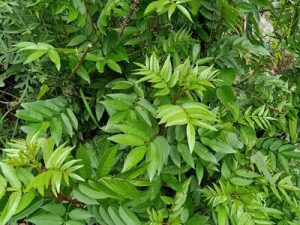 Timru Stick - Chardham Tour Shop