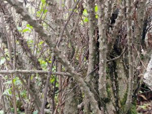 Timru Stick - Chardham Tour Shop