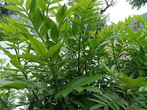 Timru Stick - Chardham Tour Shop